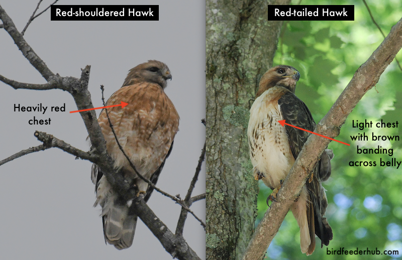 Red-Tailed VS Red-Shouldered Hawk (8 Differences) » Golden Spike Company
