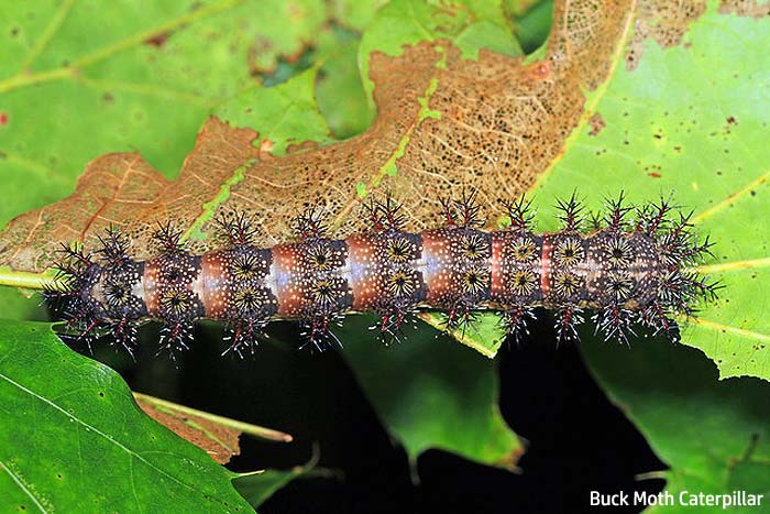World’s Top 15 Poisonous Caterpillars » Golden Spike Company