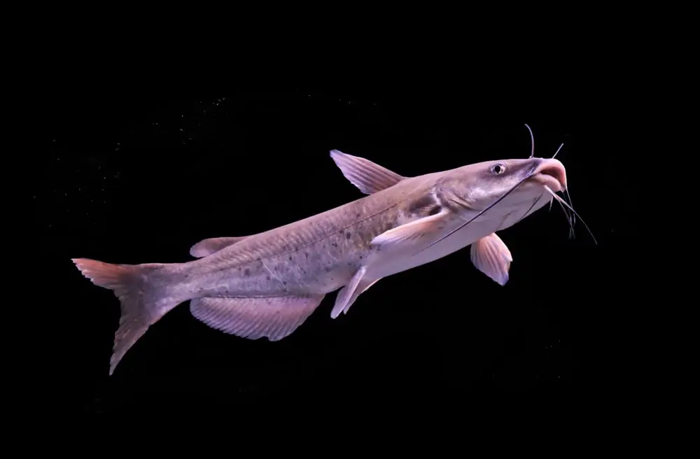 17 Different Types Of Catfish: Pictures, Facts, And Guide » Golden ...