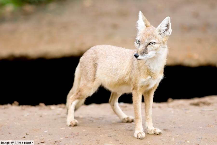 Wild Dog Species List: All Types Of Wild Dogs, With Pictures ...