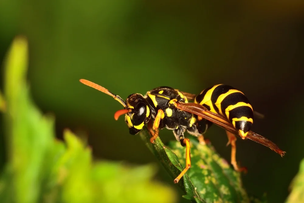 18 Different Types Of Wasps: A Guide To Their Diversity + Chart And ...