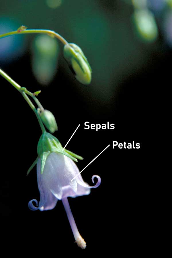 The Parts Of A Flower Identified And Explained With Diagrams Photos The Parts Of A Flower Identified And Explained With Diagrams Photos