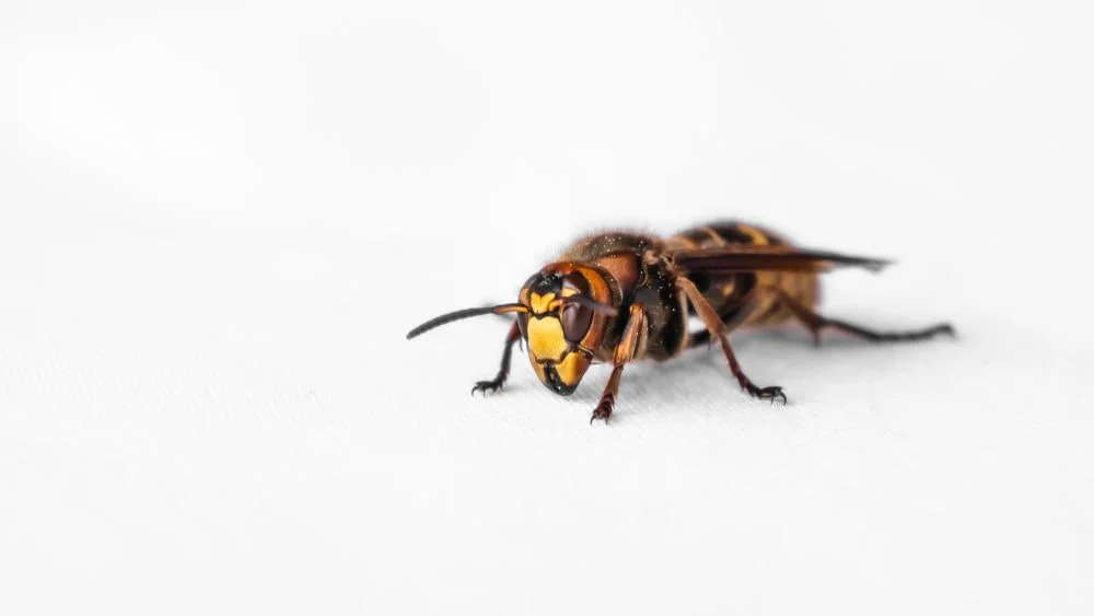 18 Different Types Of Wasps: A Guide To Their Diversity + Chart And ...