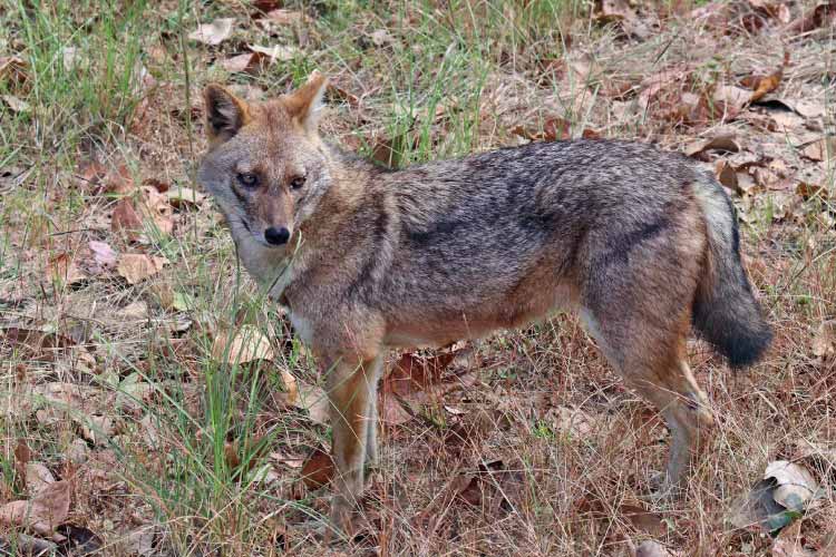 Wild Dog Species List: All Types Of Wild Dogs, With Pictures ...